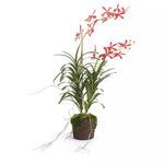 Vanda Orchid Drop In | Scout & Nimble