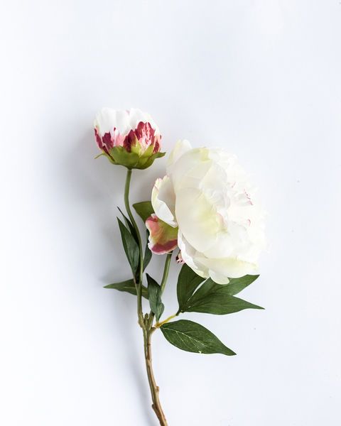 Margot Peonies, Bundle of 3 | Scout & Nimble