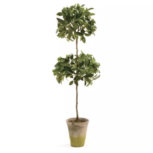 Ficus Topiary In Pot 31" | Scout & Nimble